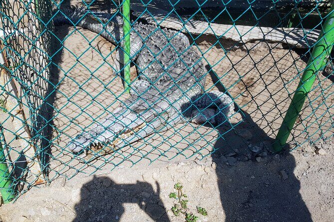 Wild & Free: Lagoon Boat, Beach Horseback, Crocs & Turtle Release - Final Thoughts: Is This Tour Worth It?