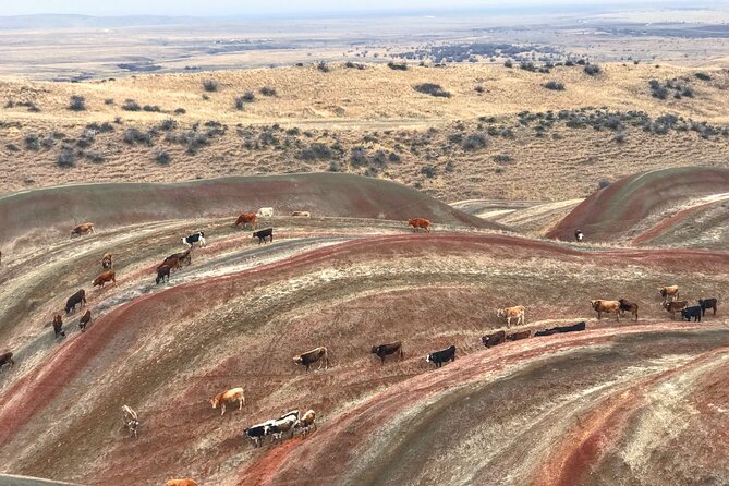 Wild Georgia 4WD PACK Adventure through Kakheti and Kazbegi 2in1 - Why This Tour Is a Great Choice