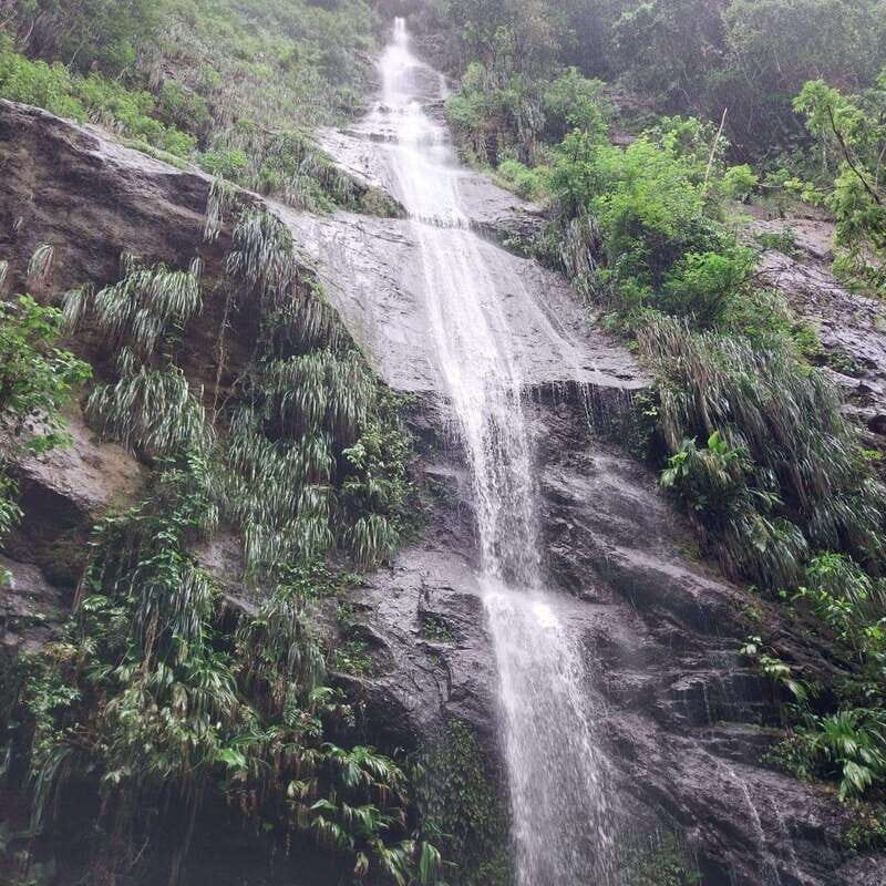 Wild Immersion : Hiking in the Heart of the Tropical Forest - Wild Immersion: Hiking in the Heart of the Tropical Forest — A Comprehensive Review