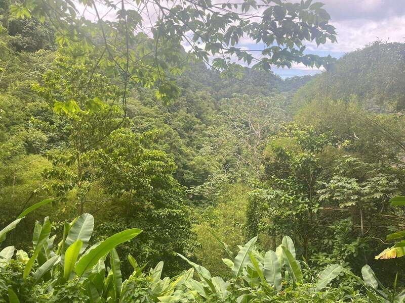 Wild Immersion : Hiking in the Heart of the Tropical Forest - Why You Should Consider This Tour