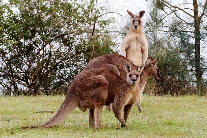 Wild Kangaroos, Blue Mountains and a Cruise - Key Points