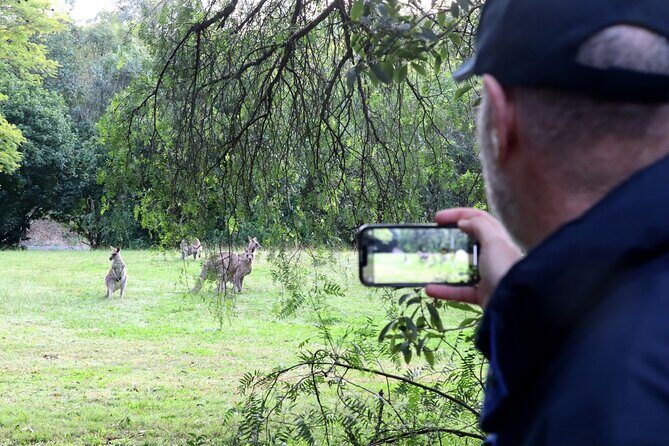 Wild Kangaroos, Blue Mountains and a Cruise - An In-Depth Look at the Tour Experience