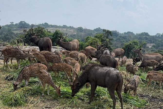 Wild Life Jeep Safari Tour at Bannerghatta with Private Transfer - Who Should Consider This Tour?
