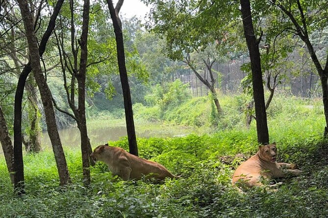 Wild Life Jeep Safari Tour at Bannerghatta with Private Transfer - FAQs