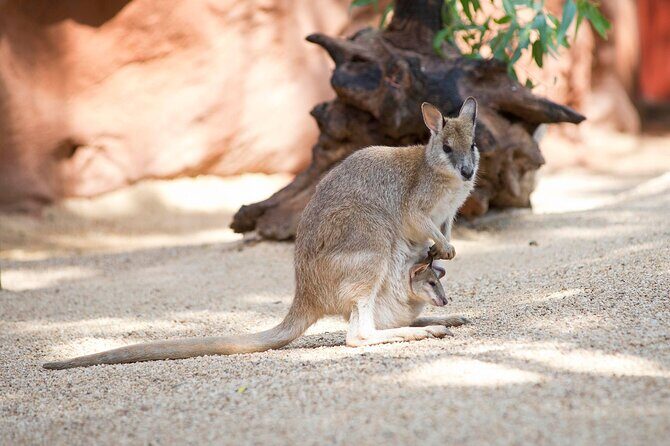 WILD LIFE Sydney Entrance Ticket - What Is WILD LIFE Sydney?