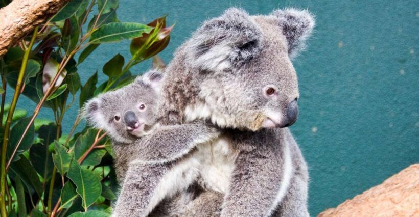 WILD LIFE Sydney Zoo - Key Points