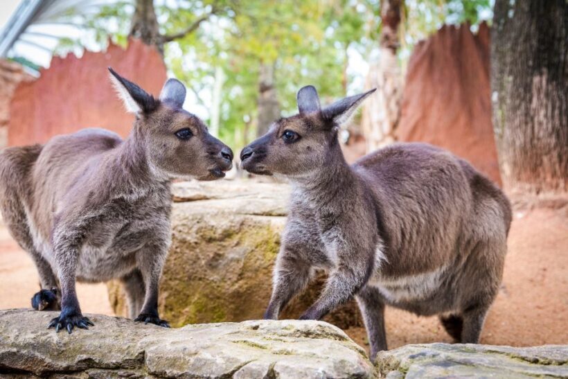 WILD LIFE Sydney Zoo - FAQ