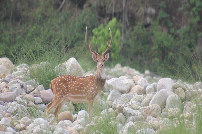 Wild Life Tour (JimCorbett 2Night) by Happyweekands.com - Introduction: An Authentic Glimpse into Corbett’s Wilderness