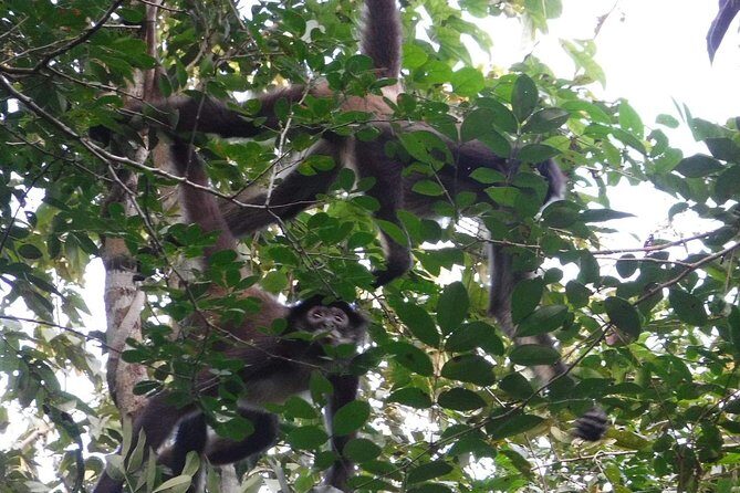 Wild Monkey Adventure (Private, Full Day) - The Journey to Punta Laguna