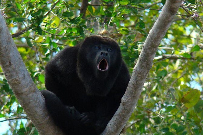Wild Monkey Tour (Private, Half Day) - An Introduction to the Wild Monkey Tour