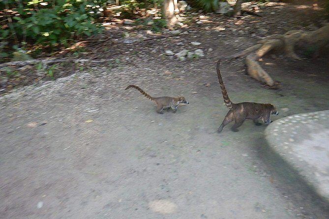 Wild Monkey Tour (Private, Half Day) - What You’ll Love About the Itinerary