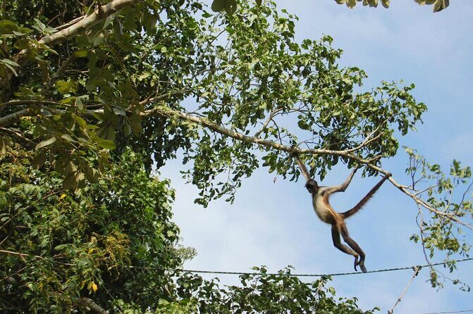 Wild Monkey Tour (Private, Half Day) - The Value of This Tour