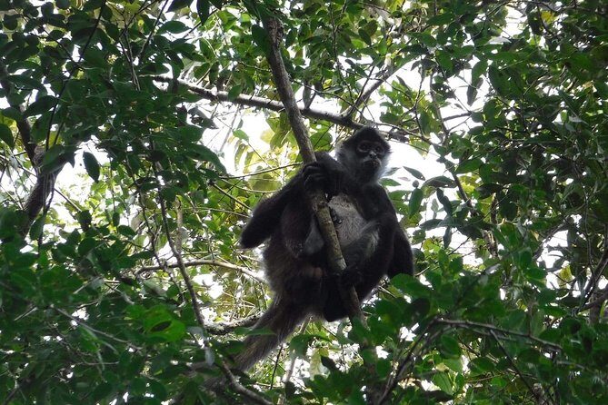 Wild Monkey Tour (Private, Half Day) - Final Words: Who Should Consider This Tour?