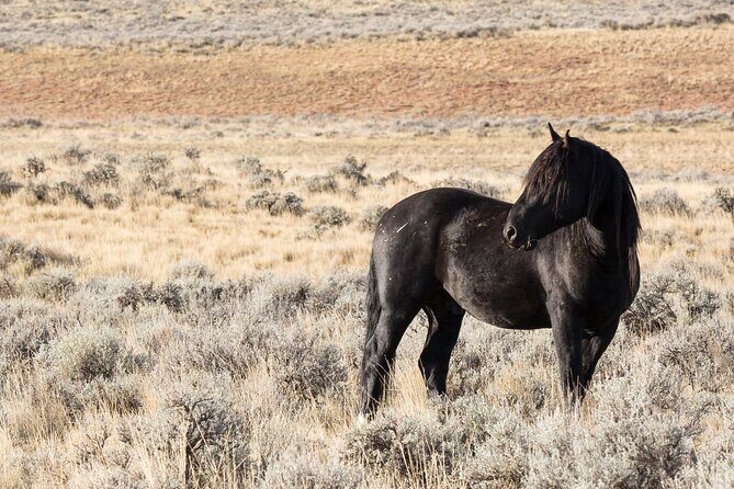 Wild Mustang Half Day Tour - Cody Wyoming - Private - The Experience from the Traveler’s Perspective