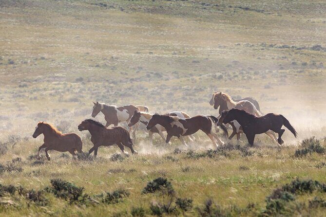 Wild Mustang Half Day Tour - Cody Wyoming - Private - Final Thoughts