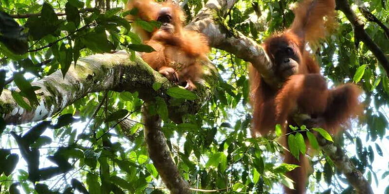 Wild Orangutan Trek: 2-Day Adventure in Gunung Leuser Park - What’s Included & What’s Not