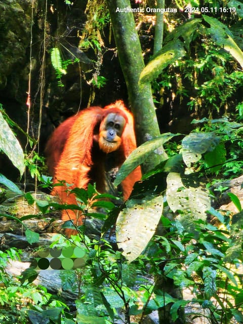 Wild Orangutan Trek: 2-Day Adventure in Gunung Leuser Park - The Sum Up