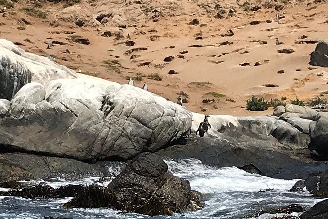 Wild Penguins,Birds,Sandboard,Chilean Drinks & Food/From Valpo - Exploring the Vibrant Valparaiso Fish Market