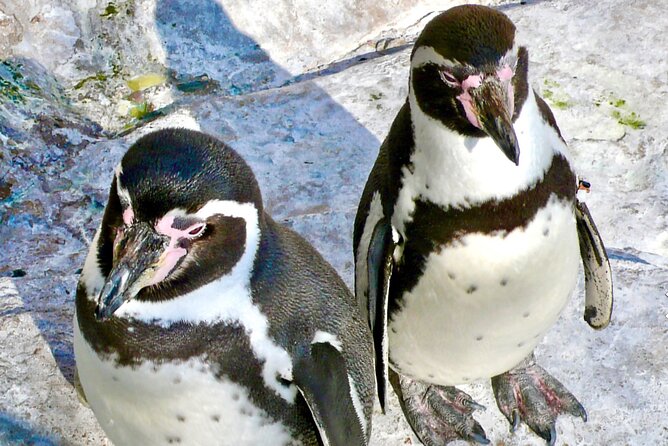 Wild Penguins,Birds,Sandboard,Chilean Drinks & Food/From Valpo - Customizable Tour Options for Your Convenience