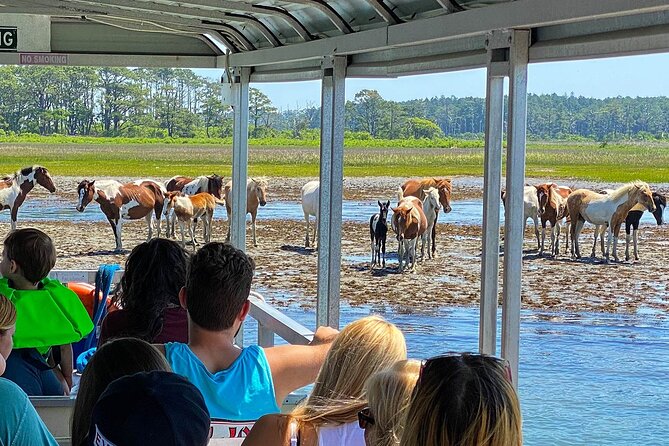 Wild Pony Watching Boat Tour from Chincoteague to Assateague - Authentic Feedback from Travelers