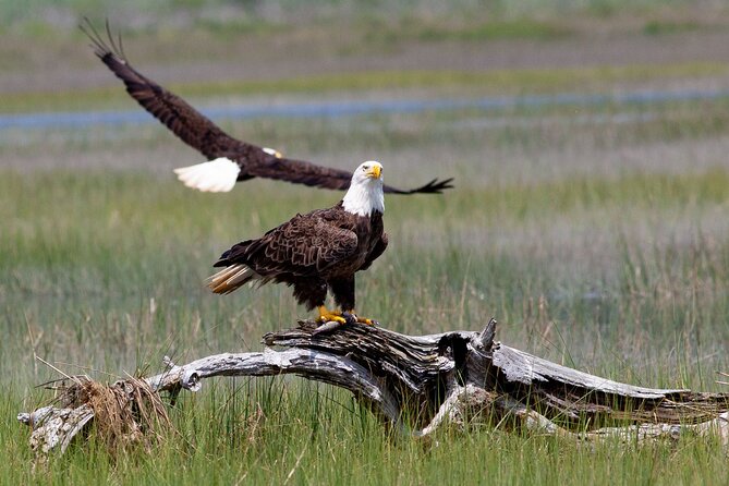 Wild Pony Watching Boat Tour from Chincoteague to Assateague - Final Thoughts