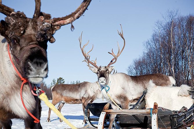 Wild Reindeers Safari + Lunch in Glass Igloo (private service) - The Sum Up: Is This Tour Worth It?