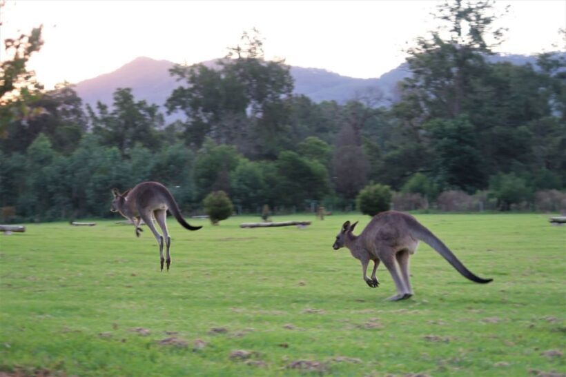 WILD Wombats and Kangaroo Experience, All Inclusive, Sydney - What Makes This Tour Special