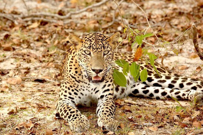 Wild Wonders and Sacred Spaces Tour from Hikkaduwa (2 Days) - A Closer Look at the Tour