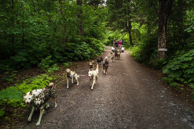 Wilderness Dog Sled Ride and Tour in Seward - The Sum Up: Why This Tour Matters