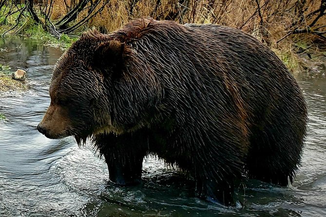 Wilderness, Wildlife, Glacier Experience from Anchorage - FAQ