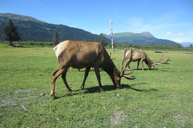 Wildlife and Glaciers with a walk in the Rainforest - Who Should Consider This Tour?