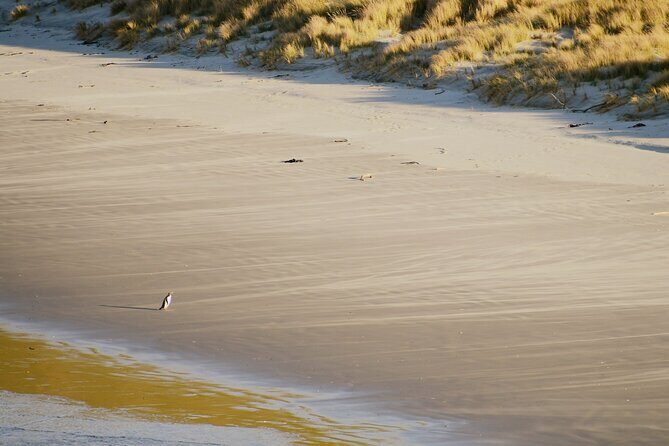 Wildlife and Penguin Tour - Who Will Enjoy This Tour?
