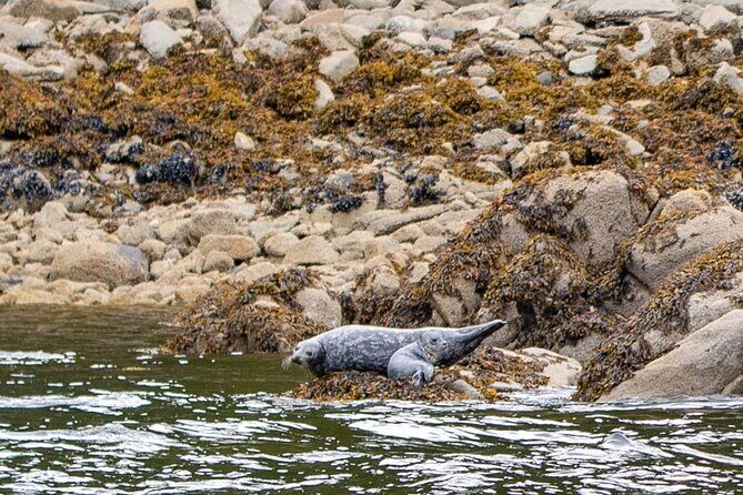 Wildlife and Scenery in Ketchikan - An Overview of the Experience