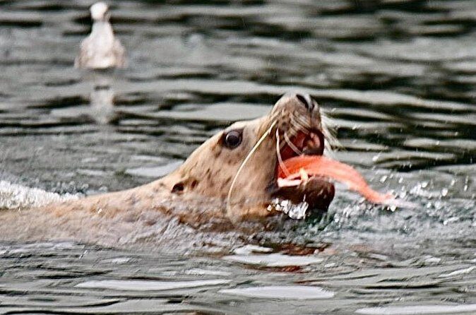 Wildlife and Scenery in Ketchikan - Final Thoughts