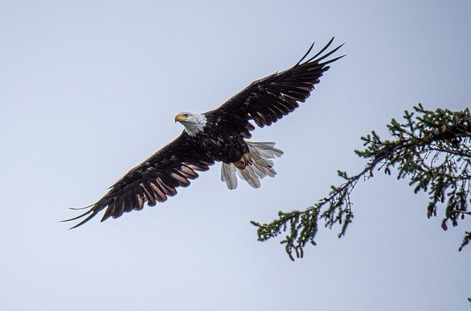 Wildlife and Scenery in Ketchikan - FAQ