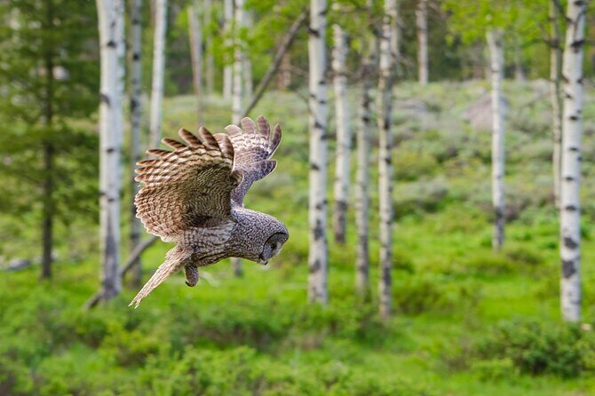 Wildlife and Waterfalls - What Visitors Say