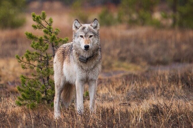 Wildlife and Waterfalls - Final Thoughts: Is This Tour Right for You?
