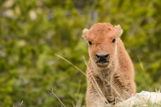 Wildlife and Waterfalls - FAQs