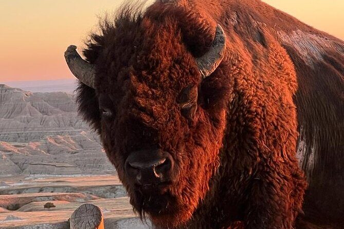 Wildlife Biologists Field Expedition: The Badlands Uncovered - Key Points