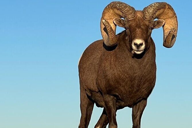 Wildlife Biologists Field Expedition: The Badlands Uncovered - Who Would Appreciate This Tour?