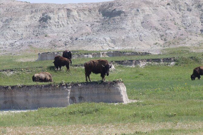Wildlife Biologists Guide to the Black Hills: Private Tour - Frequently Asked Questions