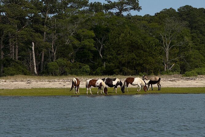 Wildlife Boat Tour with Wild Ponies and Dolphins in Chincoteague - Who Is This Tour Best For?