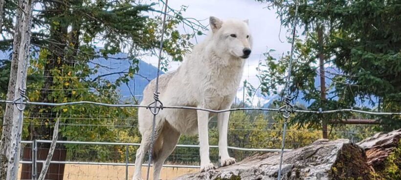 Wildlife Center with Lunch & Local Beer Sampling - Analyzing the Value