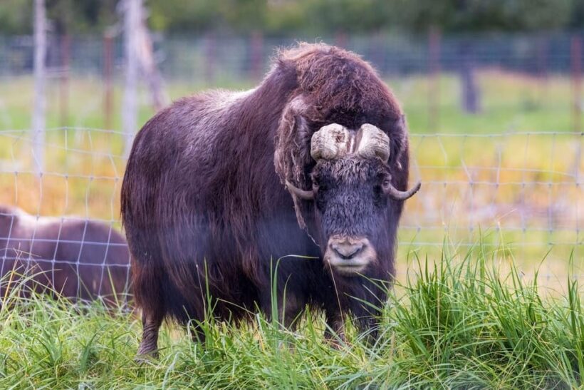 Wildlife Center with Lunch & Local Beer Sampling - Final Thoughts
