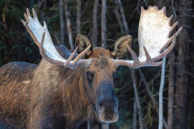 Wildlife Conservation Center & Portage Valley Glaciers - What Makes This Tour Stand Out?