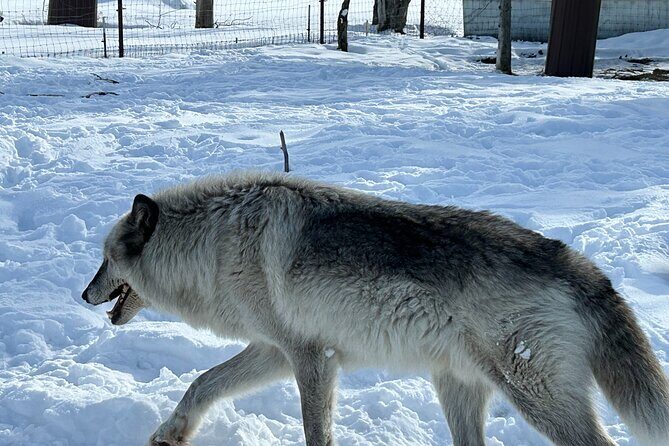 Wildlife Conservation Center & Portage Valley Glaciers - Who Will Love This Tour?