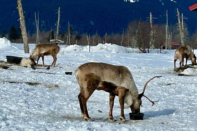 Wildlife Conservation Center & Portage Valley Glaciers - FAQ