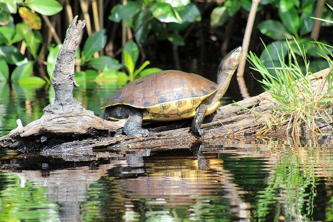 Wildlife Eco Tour on the coast of Oaxaca. - Who Should Consider This Tour?