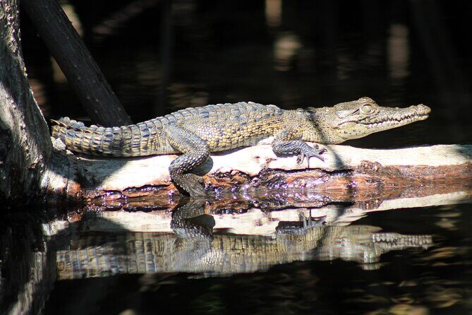 Wildlife Eco Tour on the coast of Oaxaca. - The Sum Up