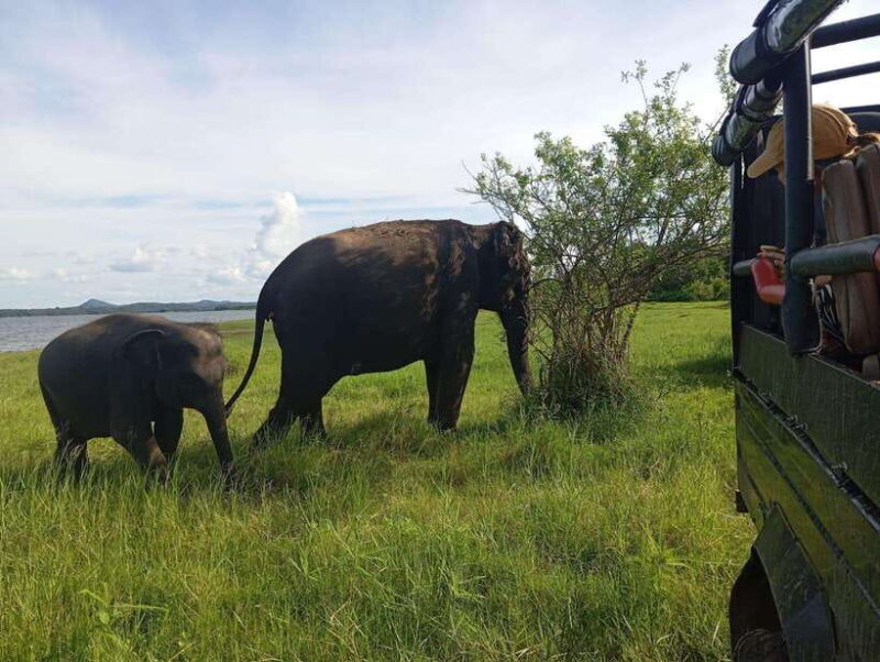 Wildlife experience at Minneriya National Park Safari - Key Points